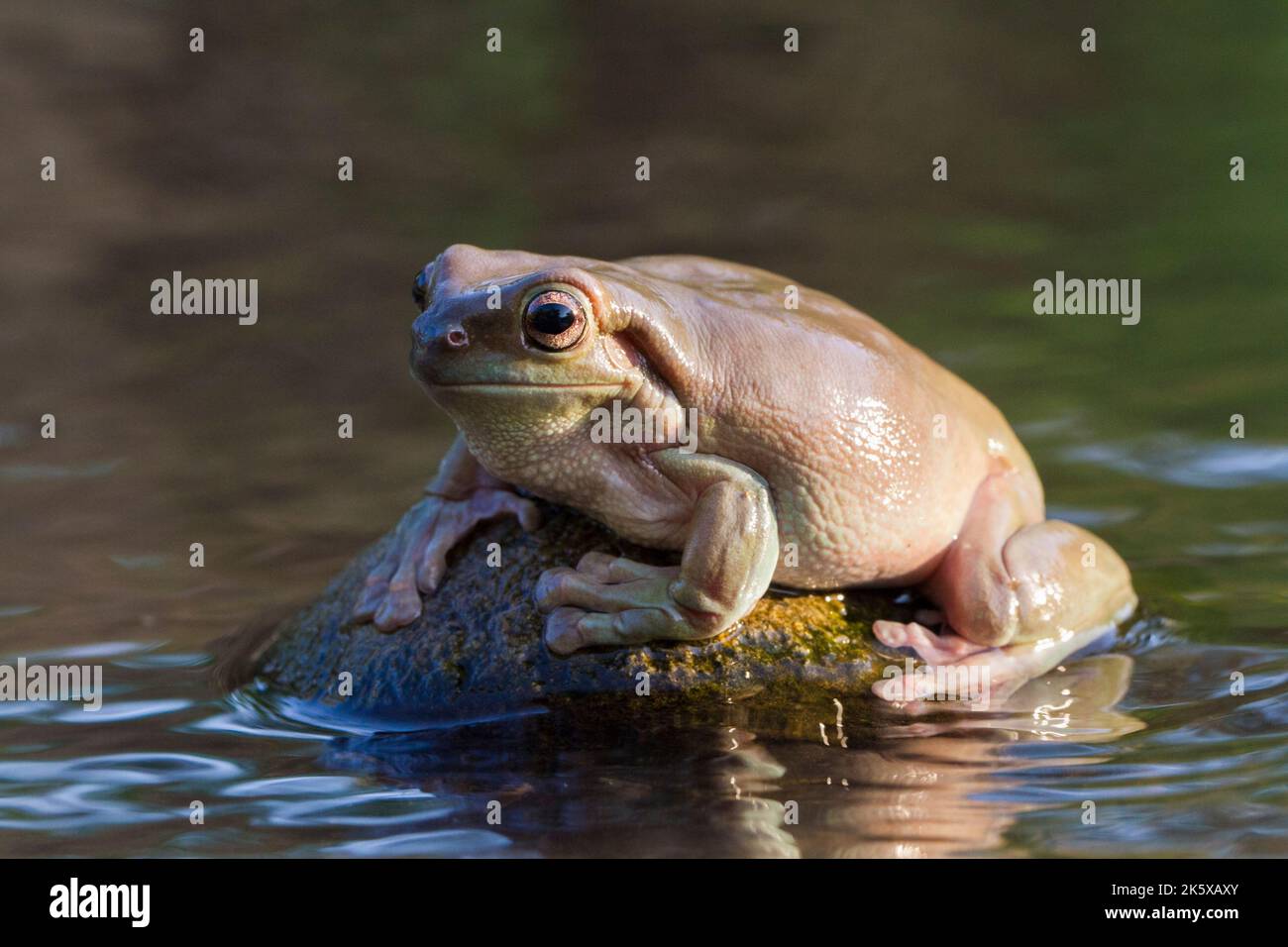 dumpy tree frog or White's tree frog on the wildlife Stock Photo - Alamy