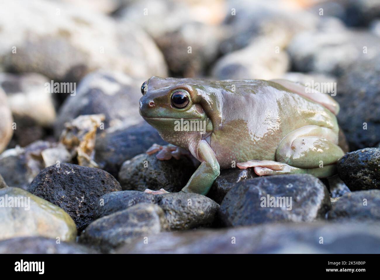 dumpy tree frog or White's tree frog on the wildlife Stock Photo - Alamy