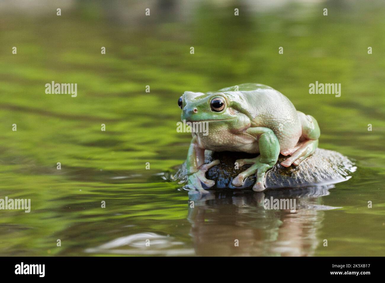 dumpy tree frog or White's tree frog on the wildlife Stock Photo - Alamy