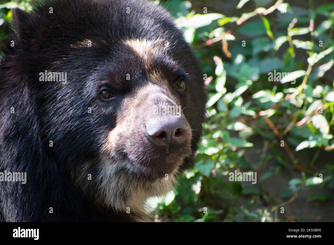 Andean bear in tree hi-res stock photography and images - Alamy