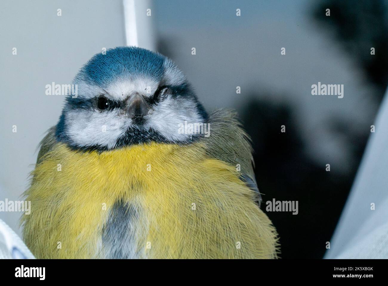 One Eye Closed: Sleepy Blue Tit on the Curtain Against Evening Sky ...