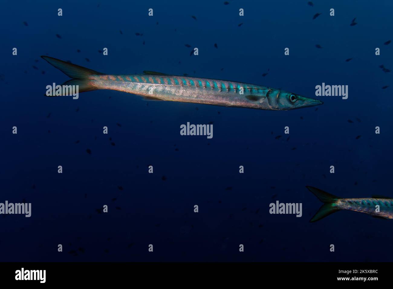 Yellowmouth barracuda or yellow barracuda (Sphyraena viridensis) in ...