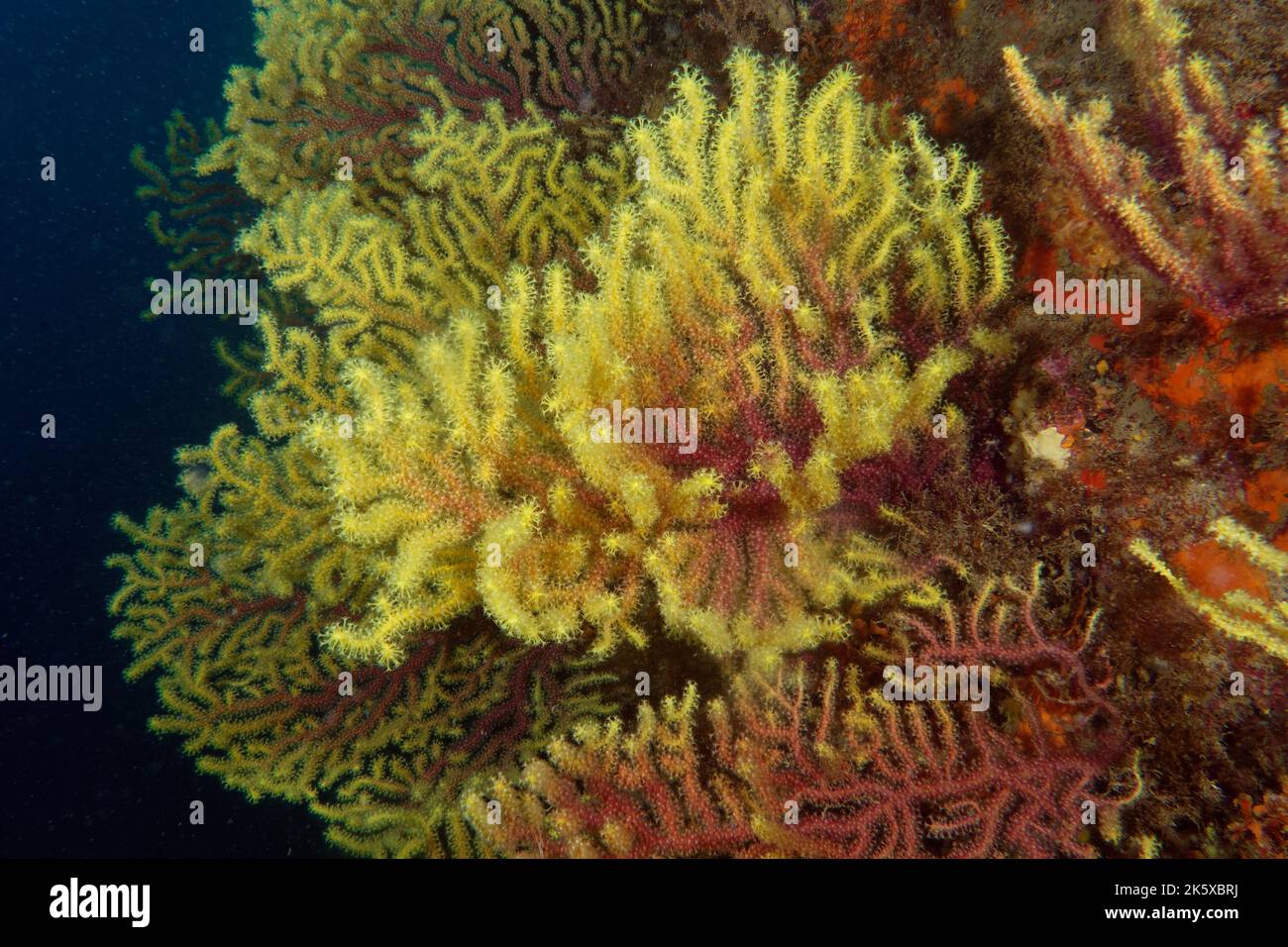 Purple Gorgonians (Paramuricea clavata) in Mediterranean Sea Stock ...