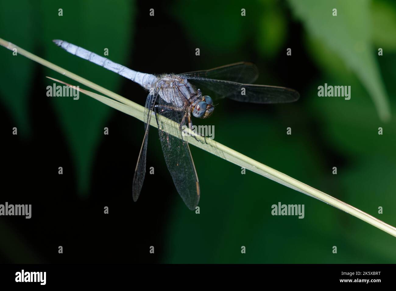 Skimmer keeled france hi-res stock photography and images - Alamy