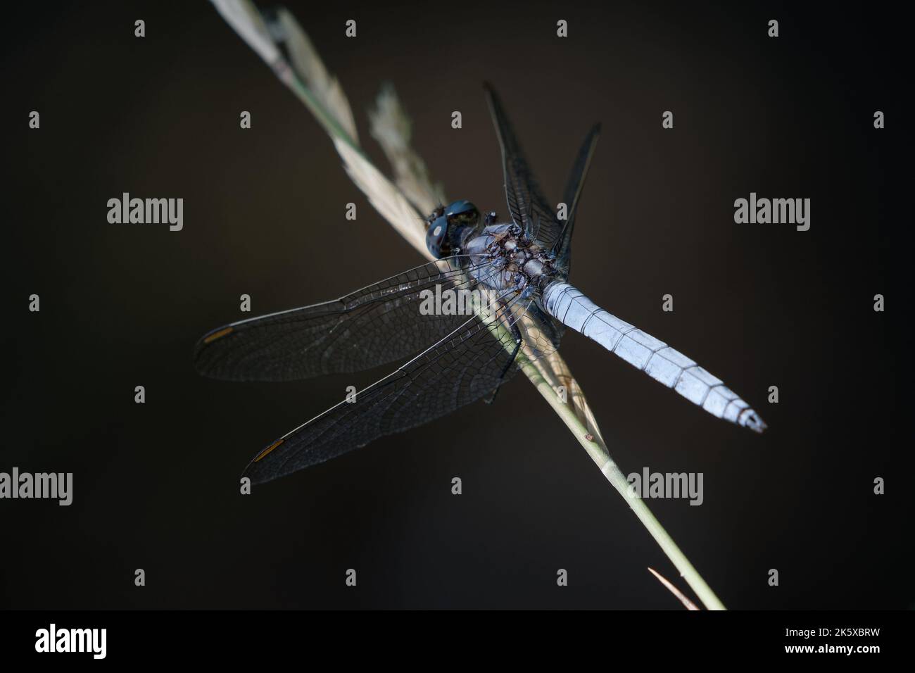 Male Keeled skimmer (Orthetrum coerulescens Stock Photo - Alamy