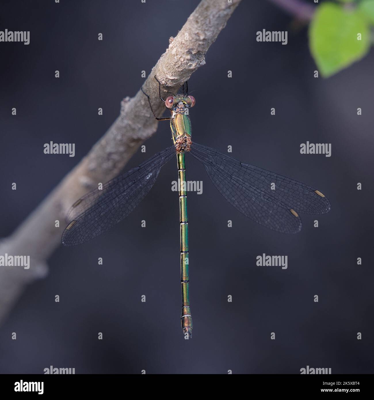 Willow emerald damselfly or Western willow spreadwing (Chalcolestes ...