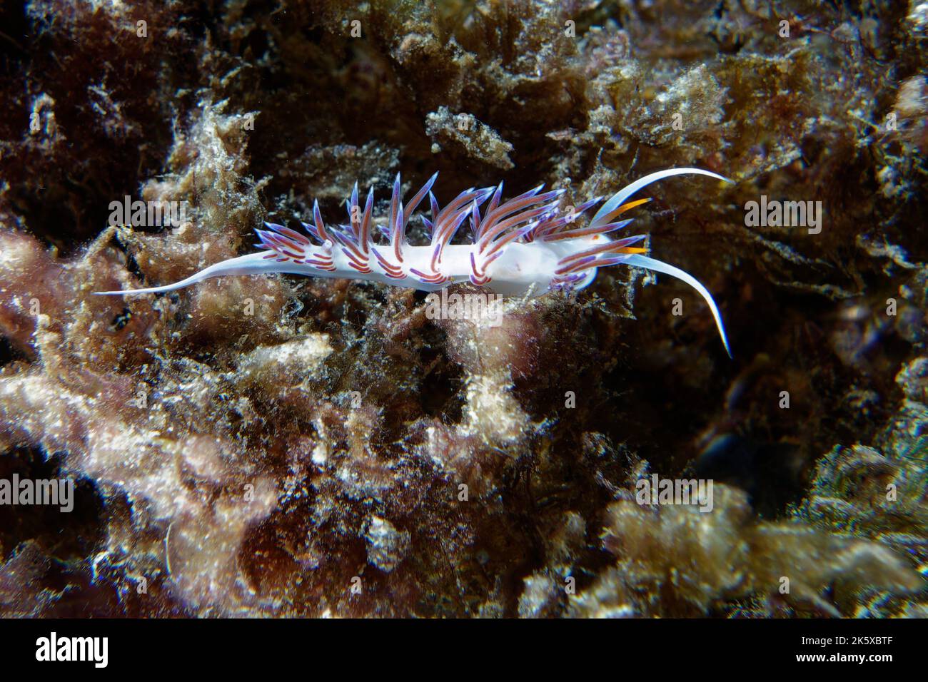 Peregrina mediterranean sea hi-res stock photography and images - Alamy