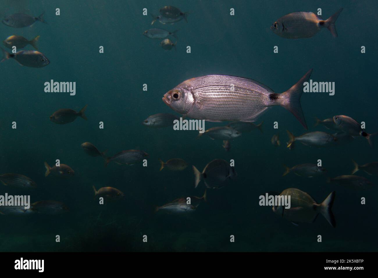 Saddled seabream (oblada melanura) in Mediterranean Sea Stock Photo - Alamy