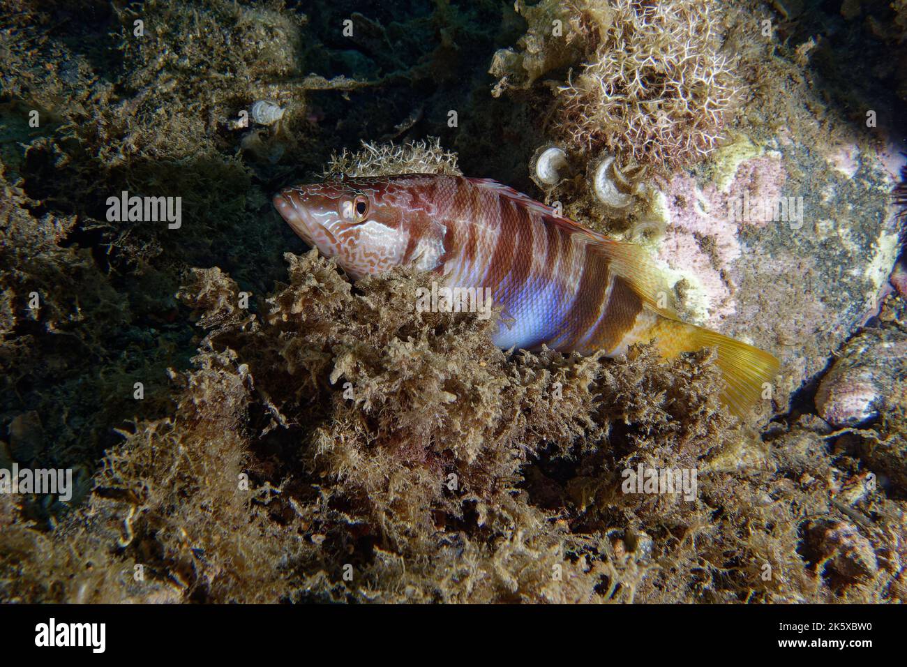 Painted comber (Serranus scriba Stock Photo - Alamy