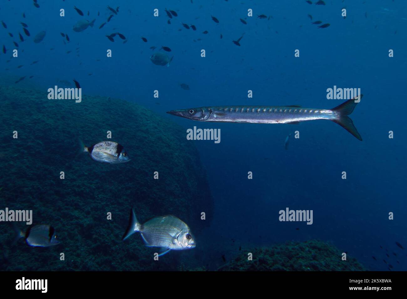 Yellowmouth barracuda or yellow barracuda (Sphyraena viridensis) in ...