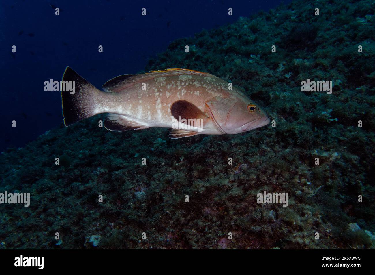 Dusky grouper (Epinephelus marginatus) in Mediterranean Sea Stock Photo ...