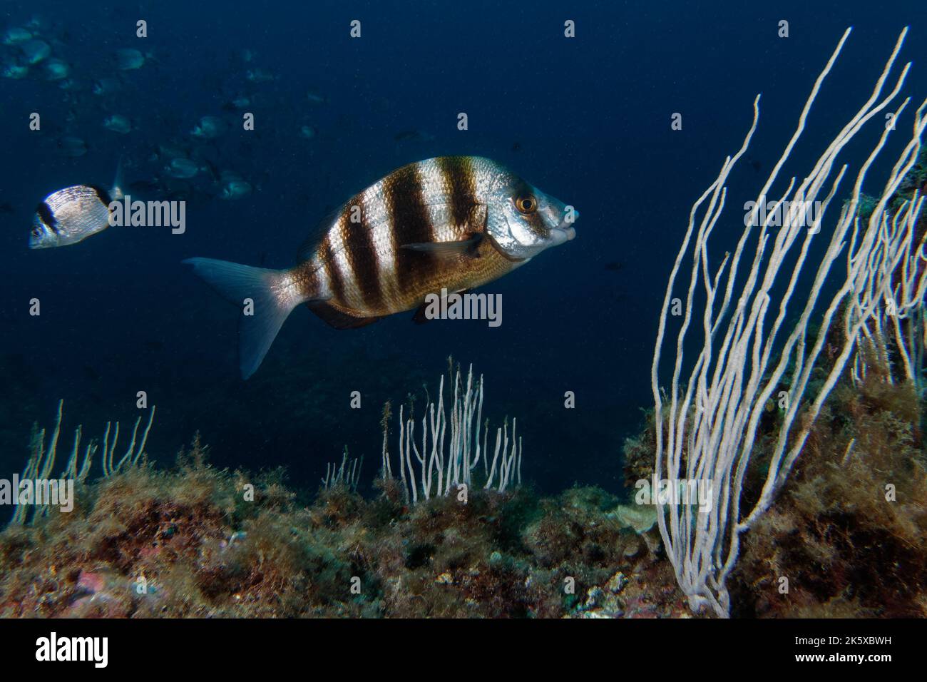 Zebra sea bream (Diplodus cervinus Stock Photo - Alamy