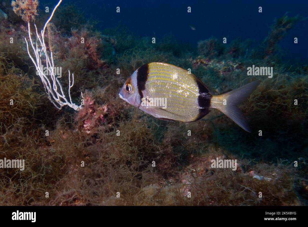 Two banded bream (Diplodus vulgaris) in Mediterranean Sea Stock Photo ...