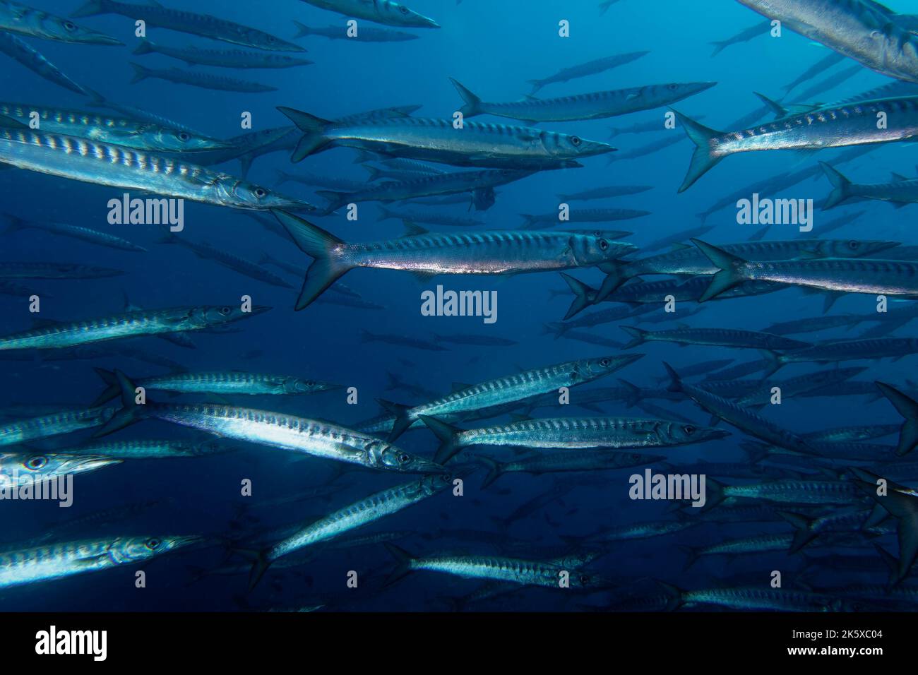 Yellowmouth barracuda or yellow barracuda (Sphyraena viridensis) in ...