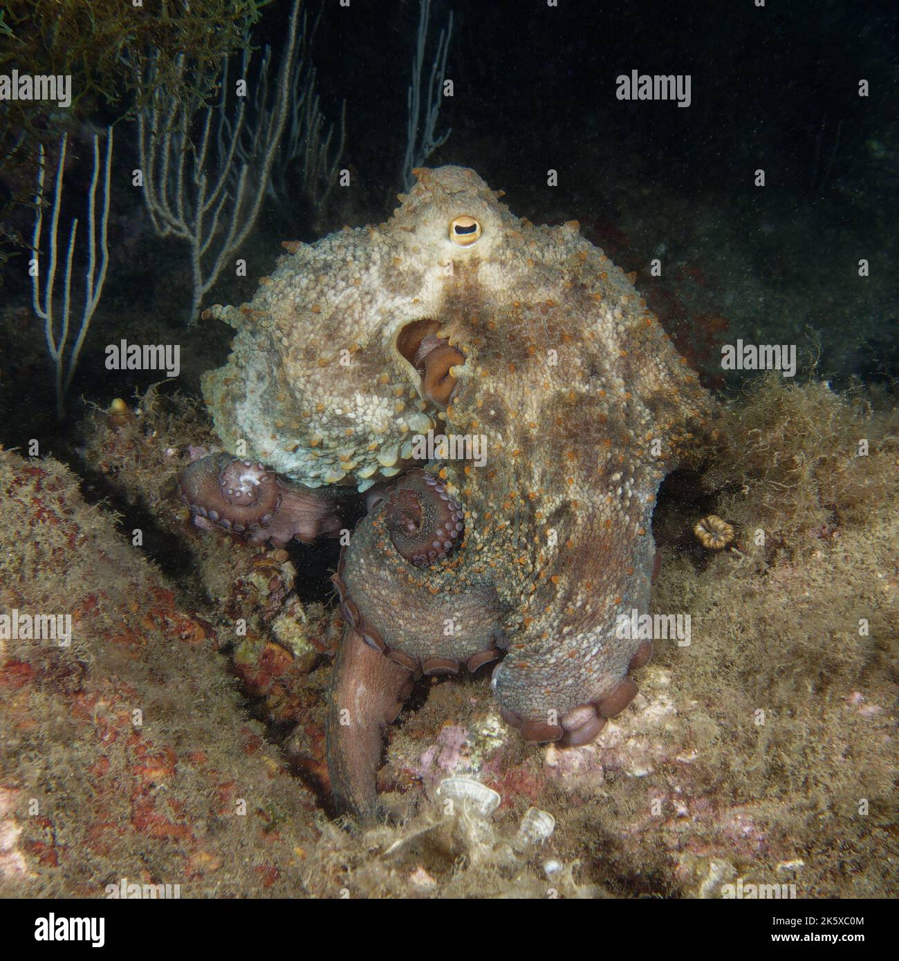 Common octopus (Octopus vulgaris Stock Photo - Alamy