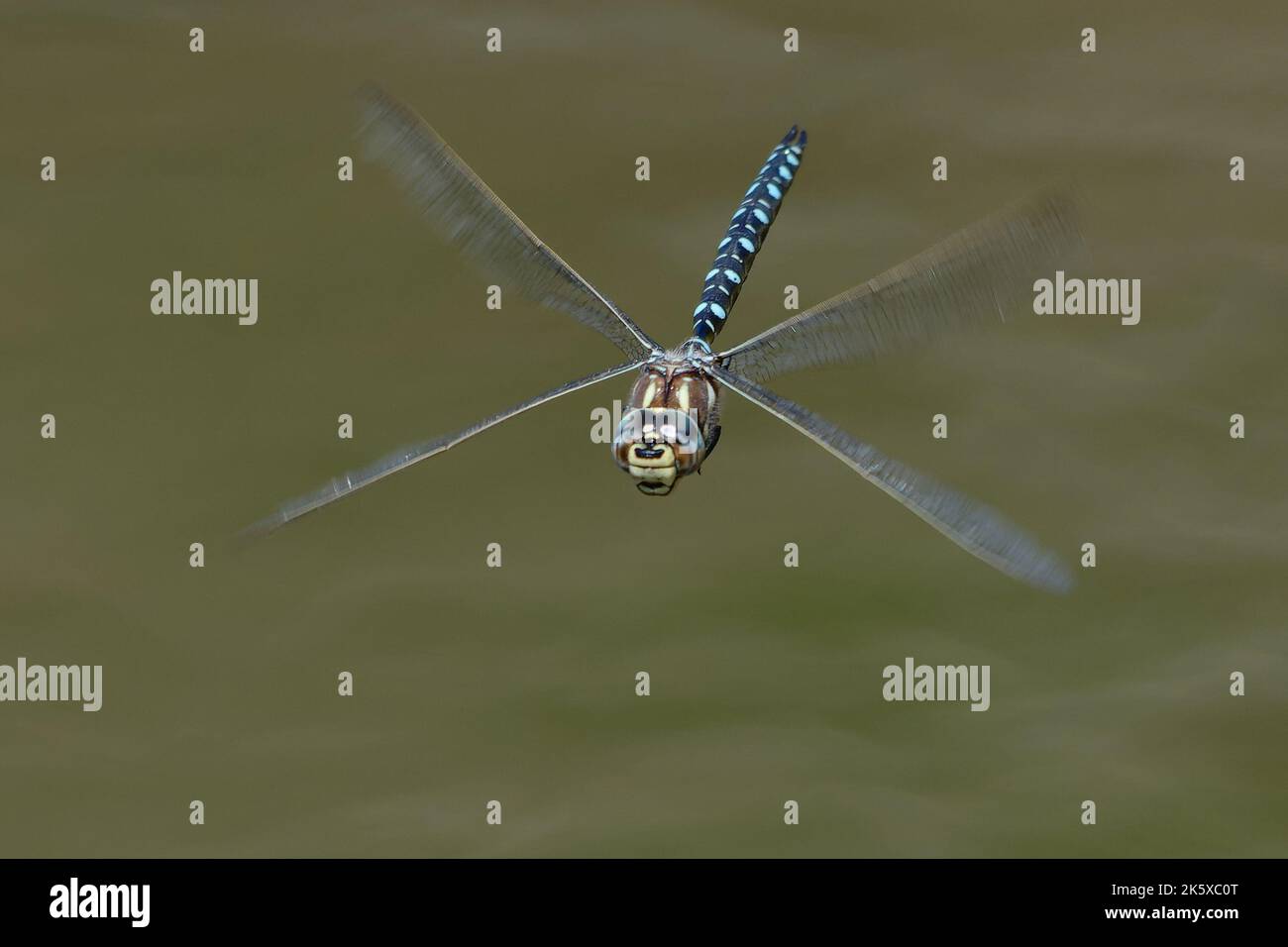 Common hawker or Moorland hawker or Sedge darner (Aeshna juncea Stock ...