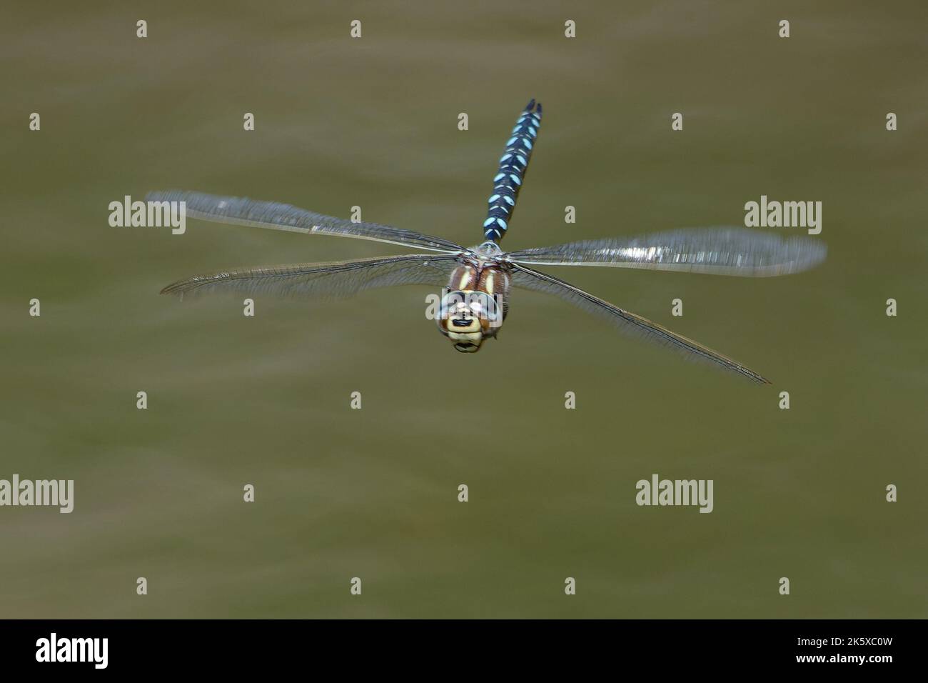 Common hawker sedge darner juncea hi-res stock photography and images ...