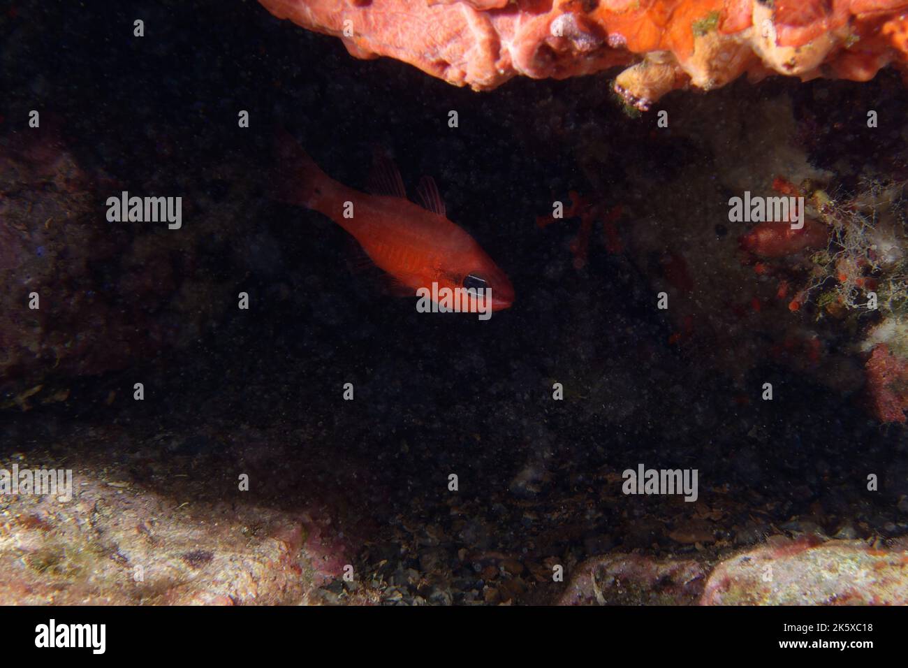 Mediterranean cardinalfish or King of the mullets (Apogon imberbis ...