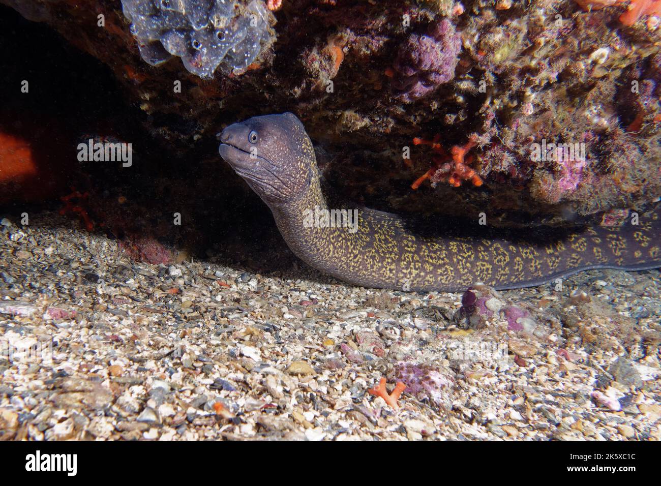 Common moray (Muraena helena) in Mediterranean Sea Stock Photo - Alamy