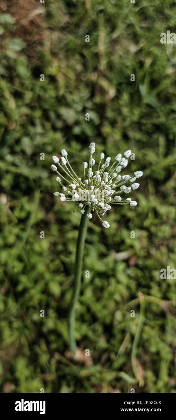 A vertical closeup of Allium macrostemon with green, blurred background ...