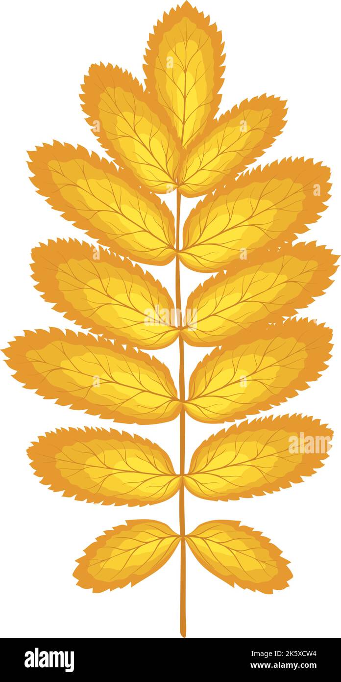 Autumn Rowan leaf. Leaf fall. Vector illustration Stock Vector Image ...