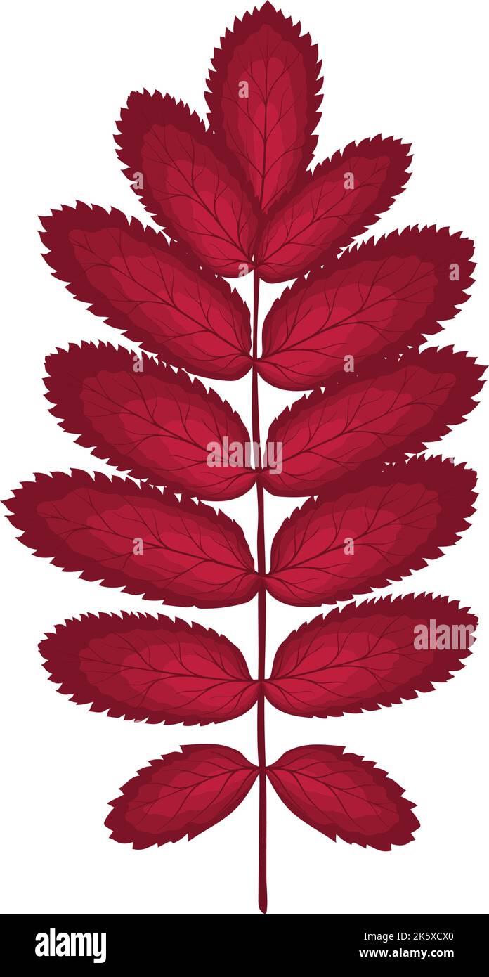 Autumn Rowan leaf. Leaf fall. Vector illustration Stock Vector Image ...