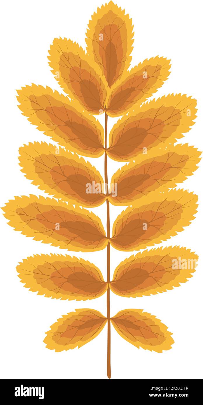 Autumn Rowan leaf. Leaf fall. Vector illustration Stock Vector Image ...