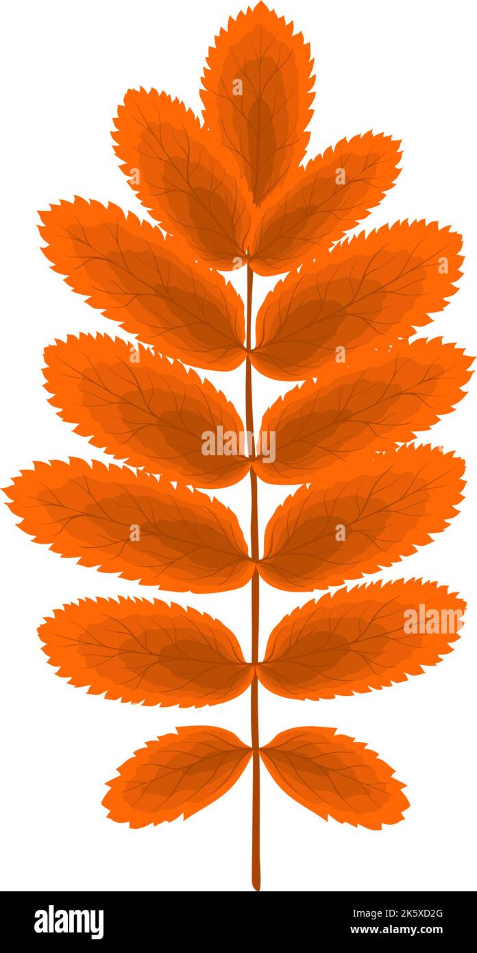 Autumn Rowan leaf. Leaf fall. Vector illustration Stock Vector Image ...