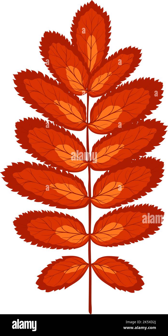 Autumn Rowan leaf. Leaf fall. Vector illustration Stock Vector Image ...