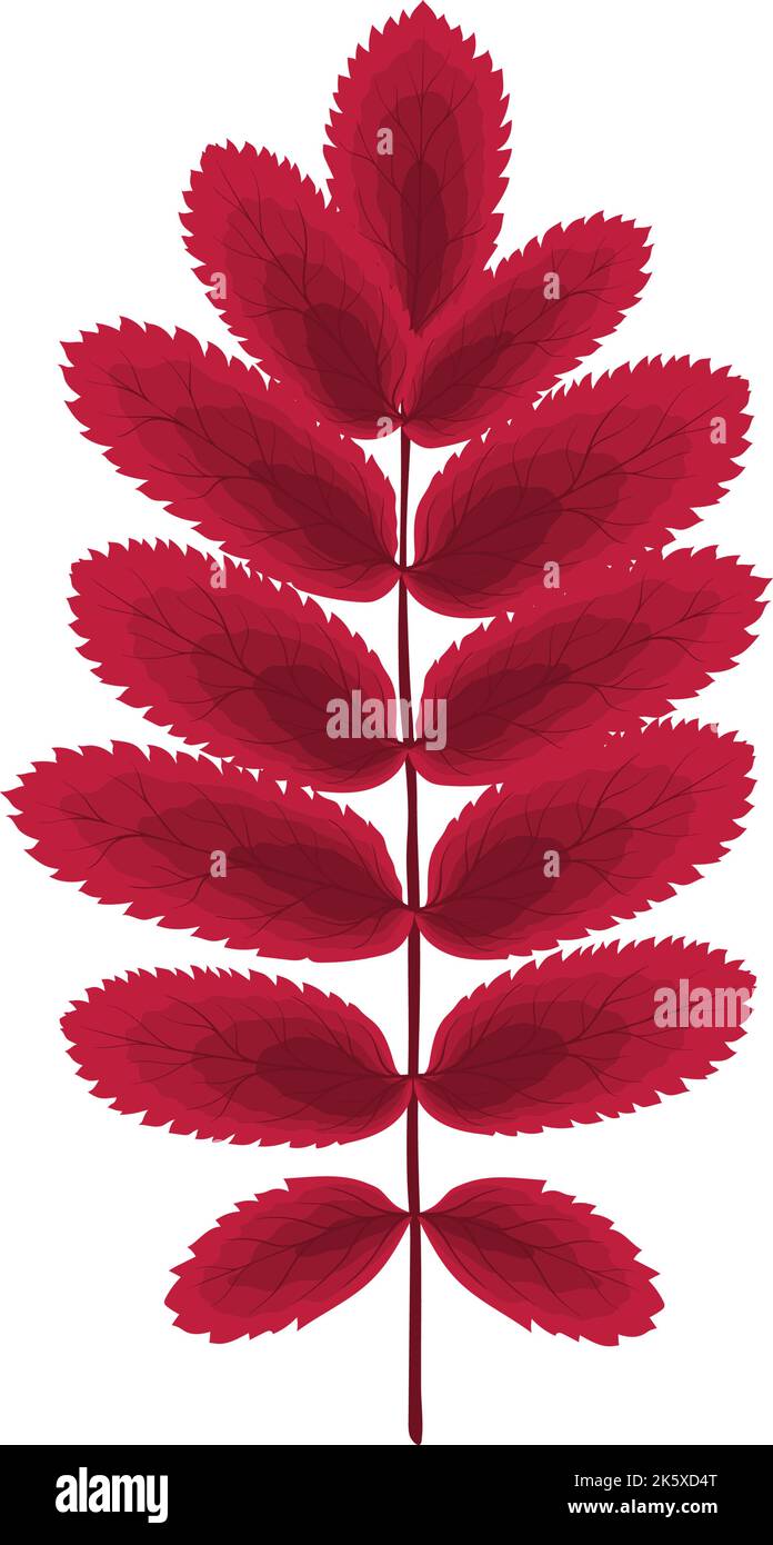 Autumn Rowan leaf. Leaf fall. Vector illustration Stock Vector Image ...