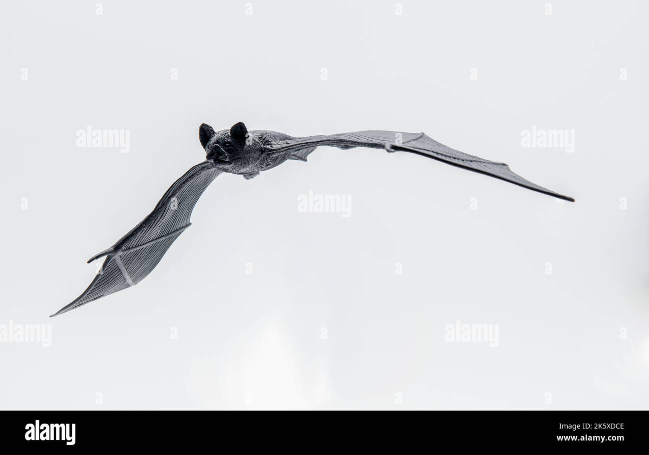 Bat claws hi-res stock photography and images - Alamy