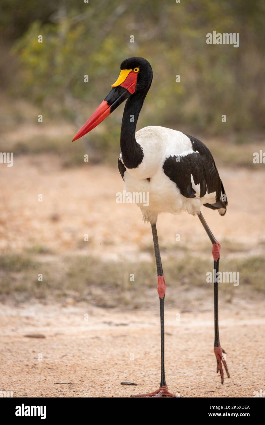 A Saddle Billed Stork (Ephippiorhynchus senegalensis) walking through ...