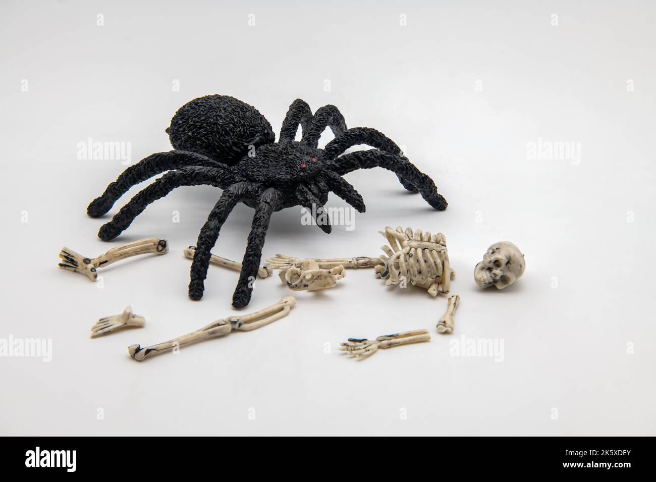 Spider and skeleton Stock Photo - Alamy