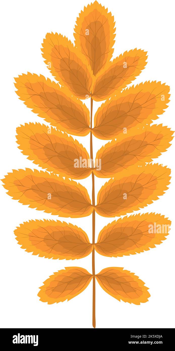Autumn Rowan leaf. Leaf fall. Vector illustration Stock Vector Image ...