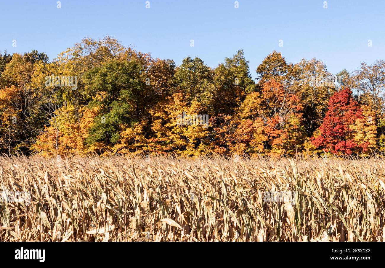 Autumn in the Midwest. Fall foliage colors adorn trees along a river ...