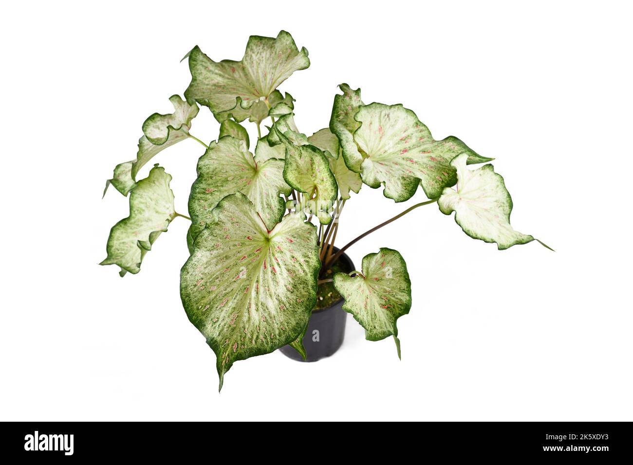 Tropical 'Caladium Candyland' houseplant with beautiful white and green ...