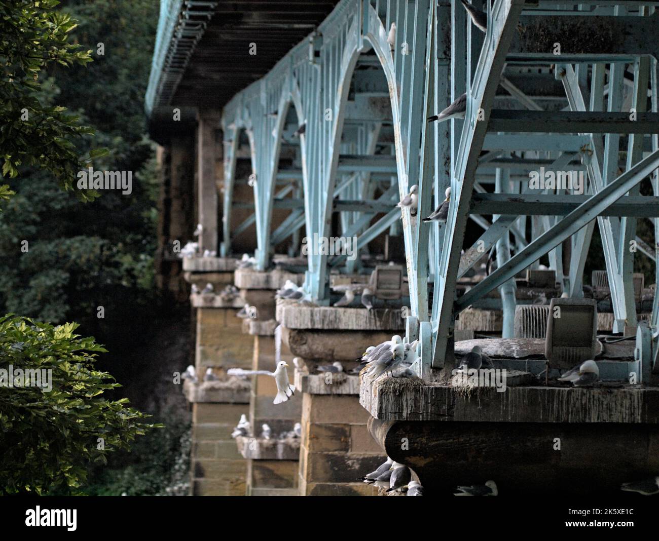 Sea gulls nesting on the Cliff Bridge, previously known as the Spa ...