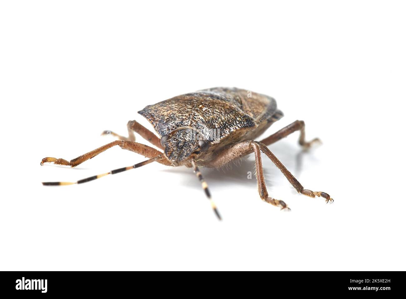 Stink bug closeup Stock Photo - Alamy