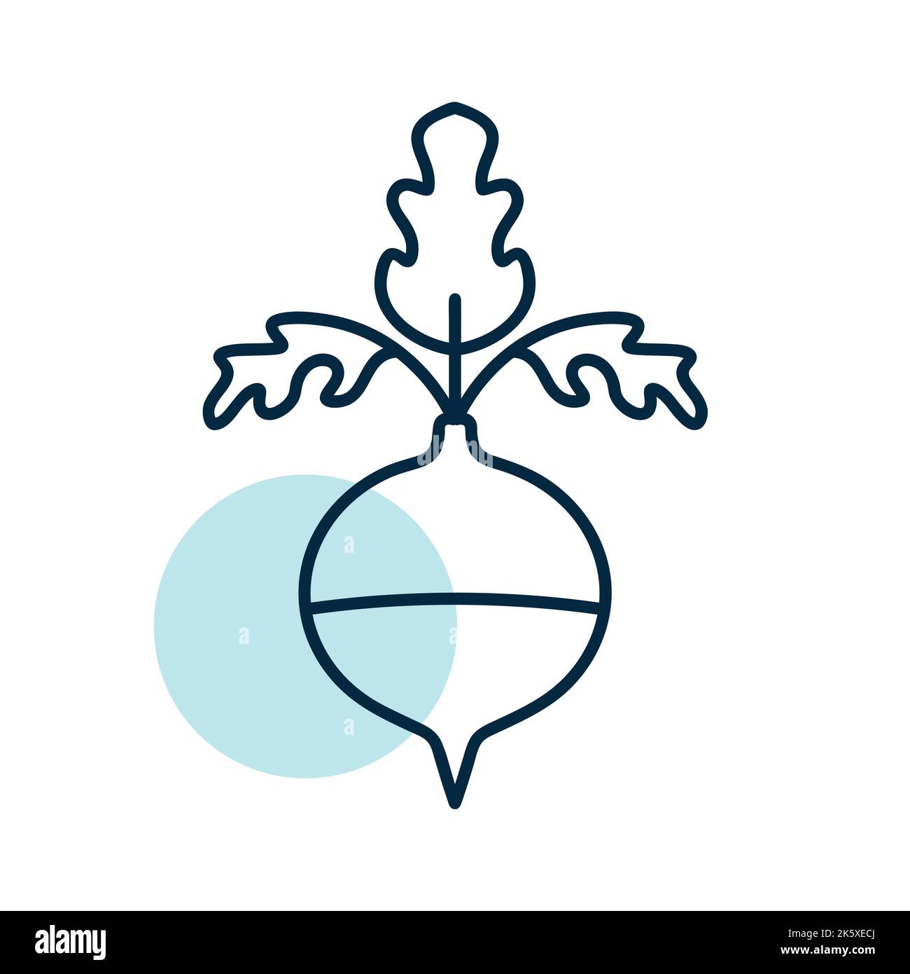 Swede turnip Stock Vector Images - Alamy