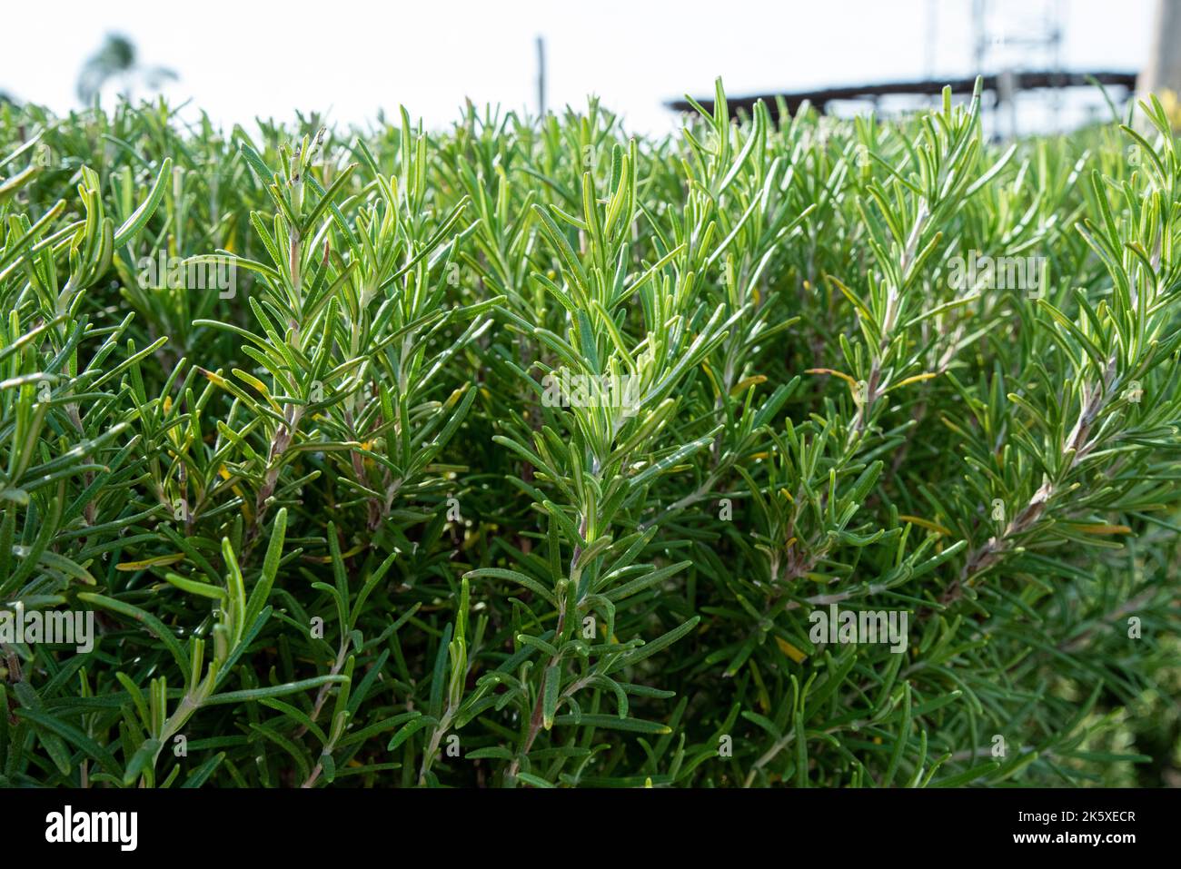 Organic green rosemary plant is perfect for the kitchen and its recipes ...