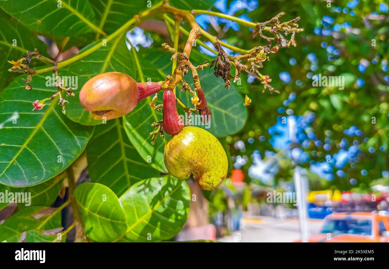 The cashew tree Anacardium occidentale with ripe fruits and nuts in ...