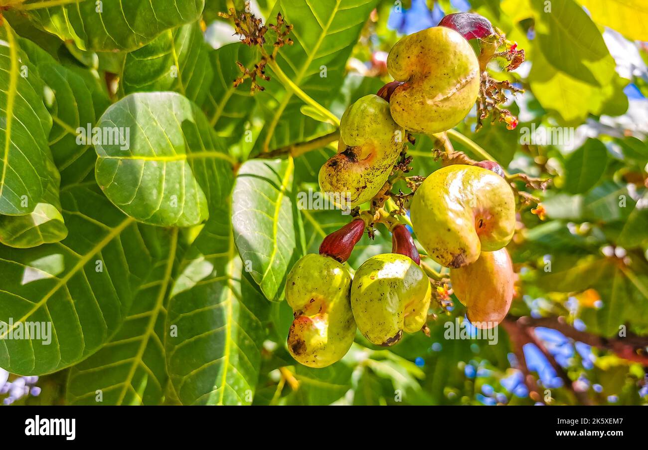 The cashew tree Anacardium occidentale with ripe fruits and nuts in ...