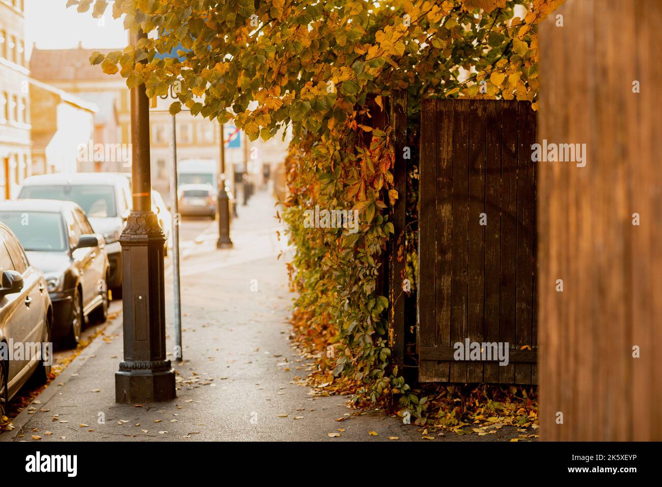 Hinge leaves hi-res stock photography and images - Alamy