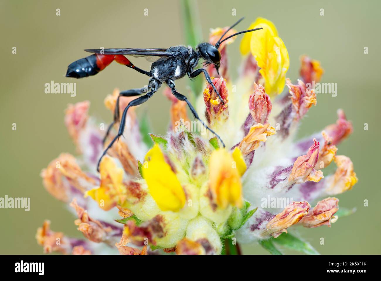 Red-banded sand wasp (Ammophila sabulosa) on a flower against a plain ...