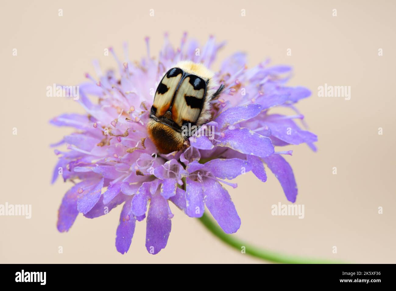 Fluffy black-spotted Bee beetle (Trichius fasciatus) on a flower ...