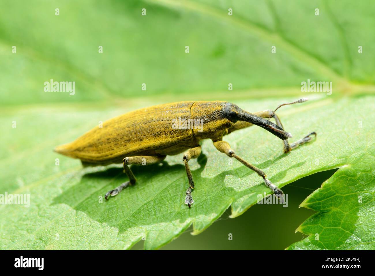 Large yellow weevil Lixus iridis on a leaf of a plant in Belarus Stock ...