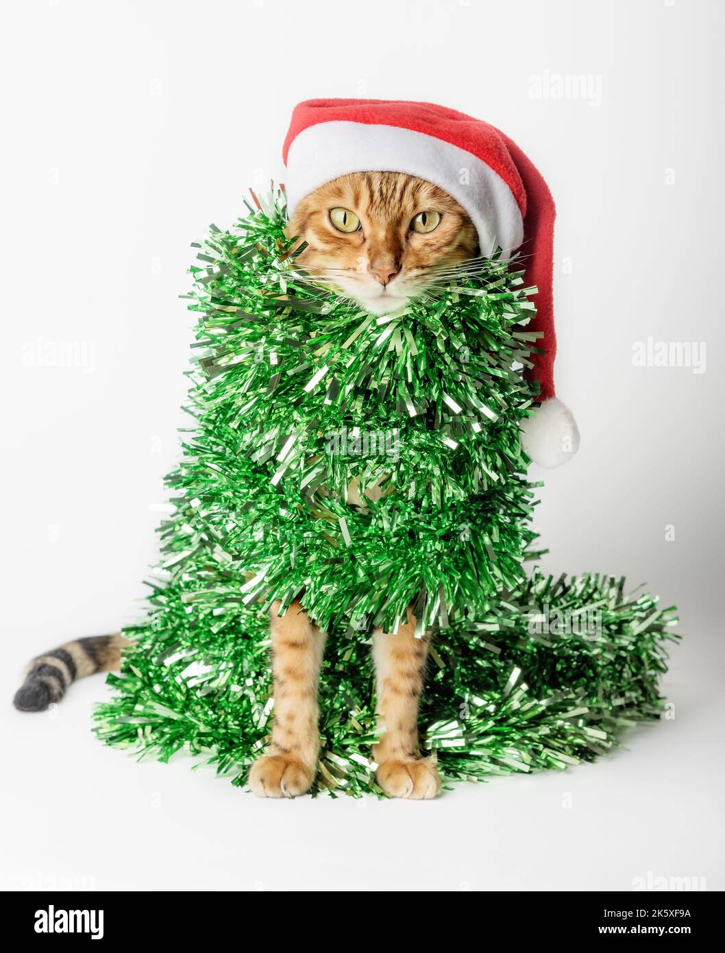 Cat wearing ribbon hi-res stock photography and images - Alamy