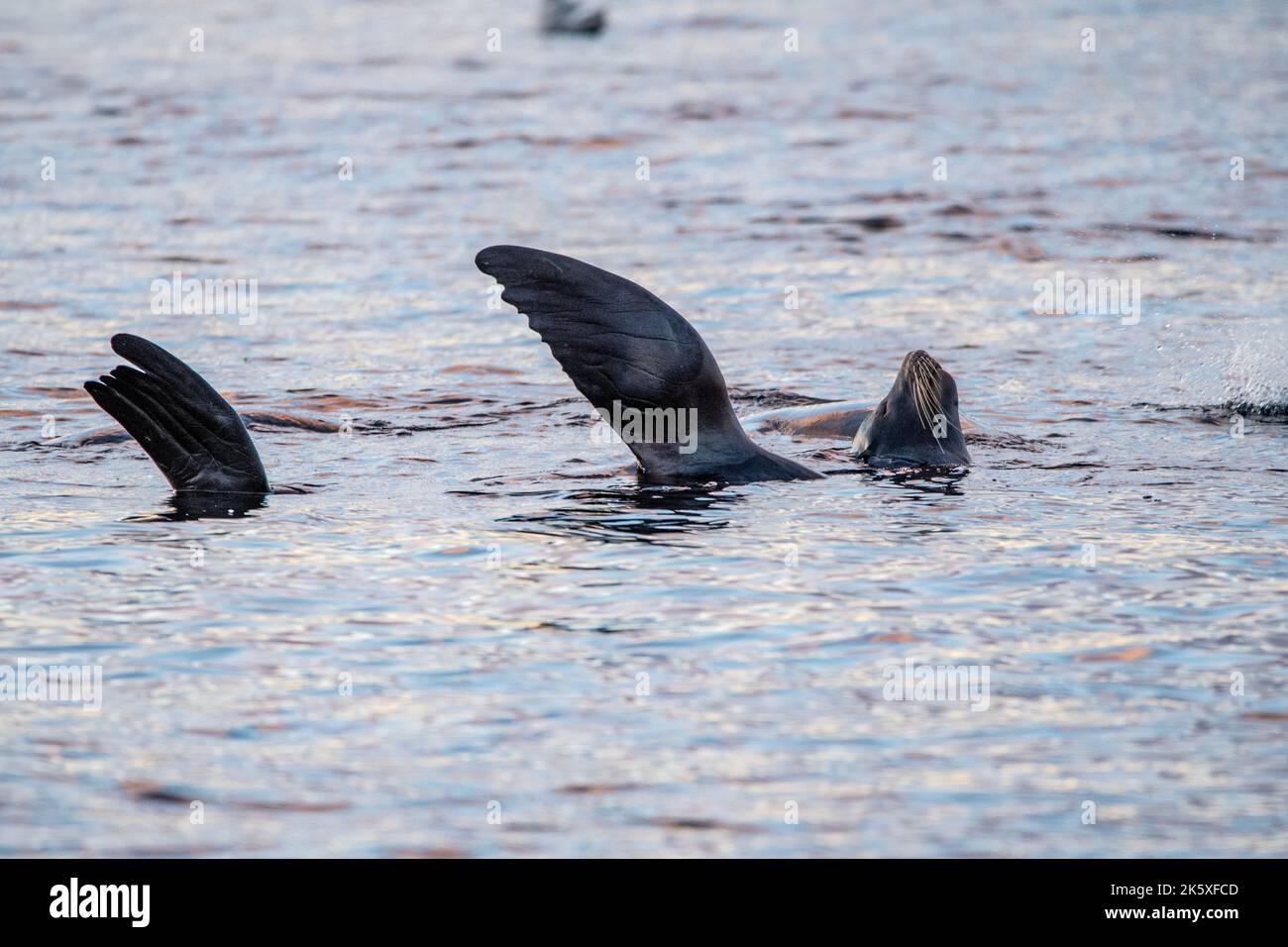 A closeup shot of a sea lion swimming on its back in the sea in the ...