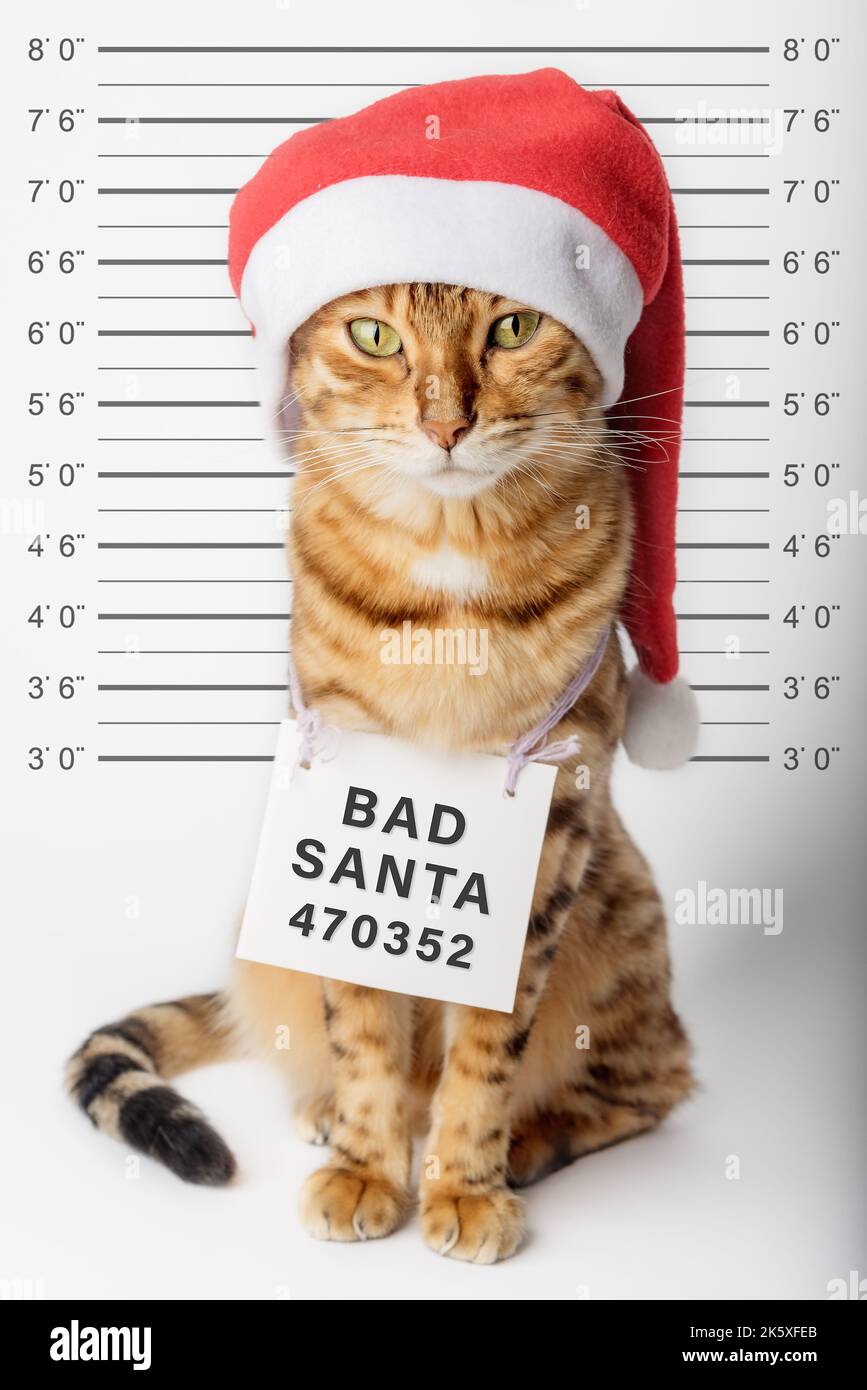 Cute cat as santa claus in jail. Bad santa Stock Photo - Alamy