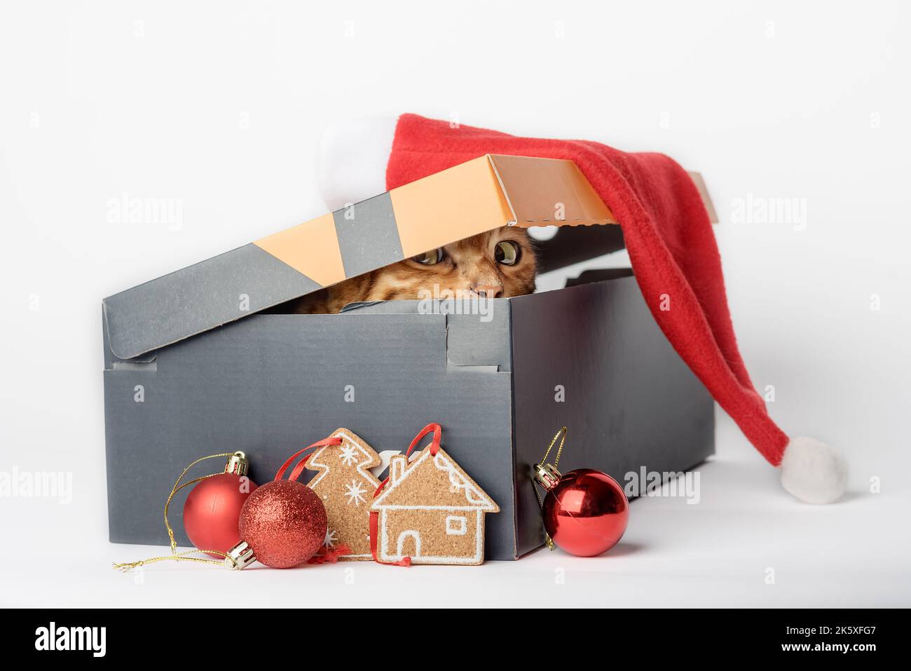 Cute funny cat peeking out of a Christmas gift box on a white ...